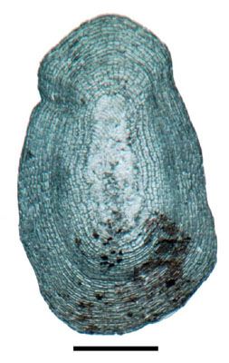 Figure 21.2. Microgadus proximus (PacificTomcod); body region C scale ...