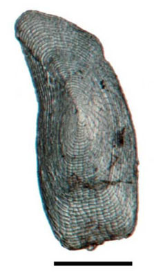 Figure 21.3. Microgadus proximus (Pacific Tomcod); body region G; scale ...