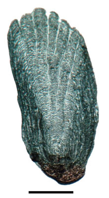 Figure 58.13. Pleuronichthys coenosus (C-O Sole); body region J; scale ...