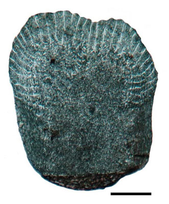 Figure 58.17. Pleuronichthys coenosus (C-O Sole); scale bar = 500 µm.