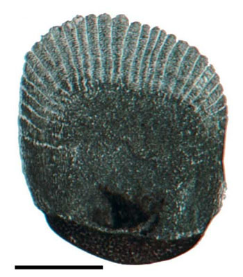 Figure 58.3. Pleuronichthys coenosus (C-OSole); body region C; scale ...