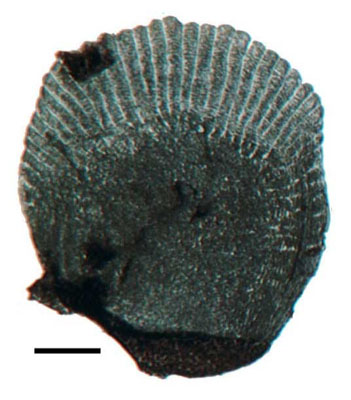 Figure 58.4. Pleuronichthys coenosus (C-OSole); body region E; scale ...