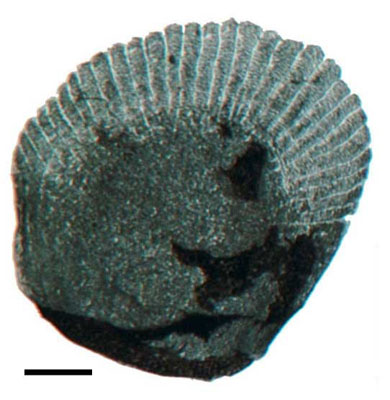 Figure 58.5. Pleuronichthys coenosus (C-OSole); body region E; scale ...