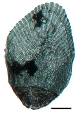 Figure 58.6. Pleuronichthys coenosus (C-O Sole); body region G; scale ...