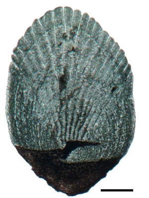 Figure 58.7. Pleuronichthys coenosus (C-O Sole); body region G; scale ...