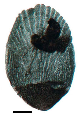 Figure 58.8. Pleuronichthys coenosus (C-OSole); body region G; scale ...