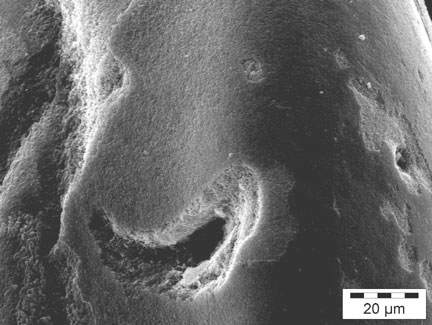 Figure 7 B. Close-upof Oichnus aff. O. asperus